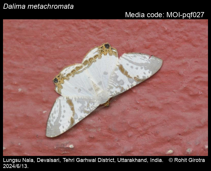 Dalima metachromata (Walker, 1862) - | Moths